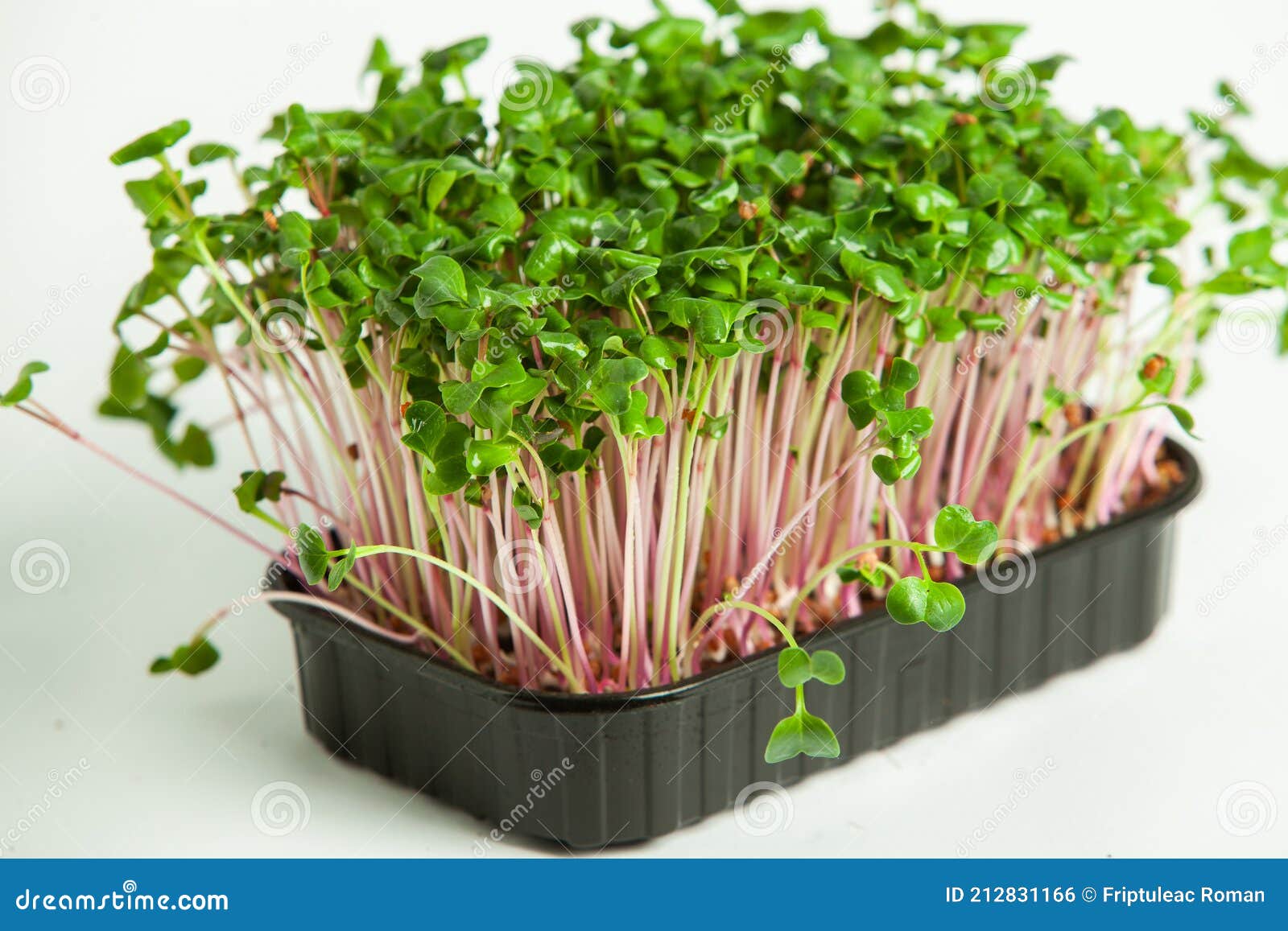 Different Types of Micro Green Dill Sprouts. Growing Seed Germination ...