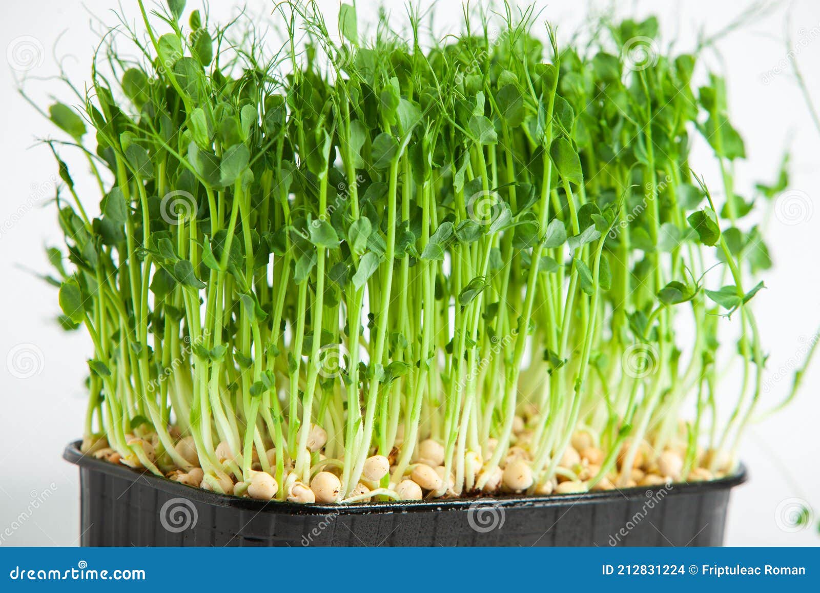 Different Types of Micro Green Dill Sprouts. Growing Seed Germination ...