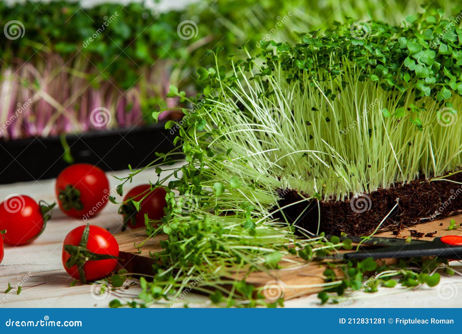 Different Types of Micro Green Dill Sprouts. Growing Seed Germination ...