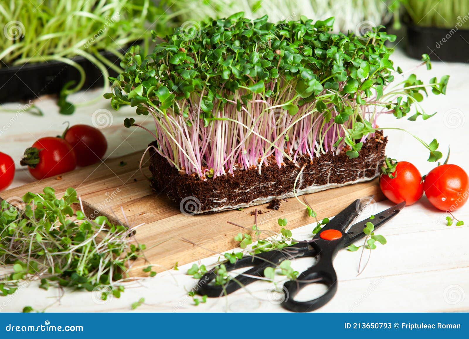 Different Types of Micro Green Dill Sprouts. Growing Seed Germination ...