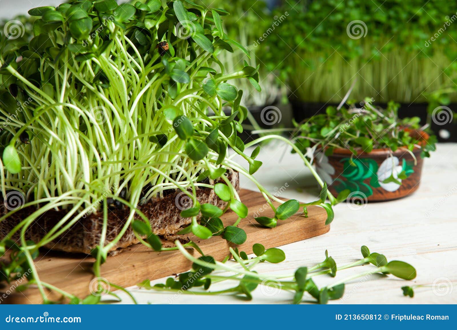 Different Types of Micro Green Dill Sprouts. Growing Seed Germination ...