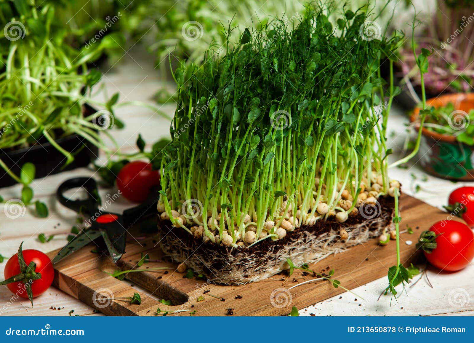 Different Types of Micro Green Dill Sprouts. Growing Seed Germination ...