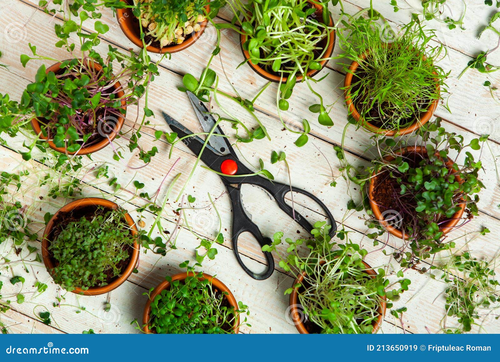 Different Types of Micro Green Dill Sprouts. Growing Seed Germination ...