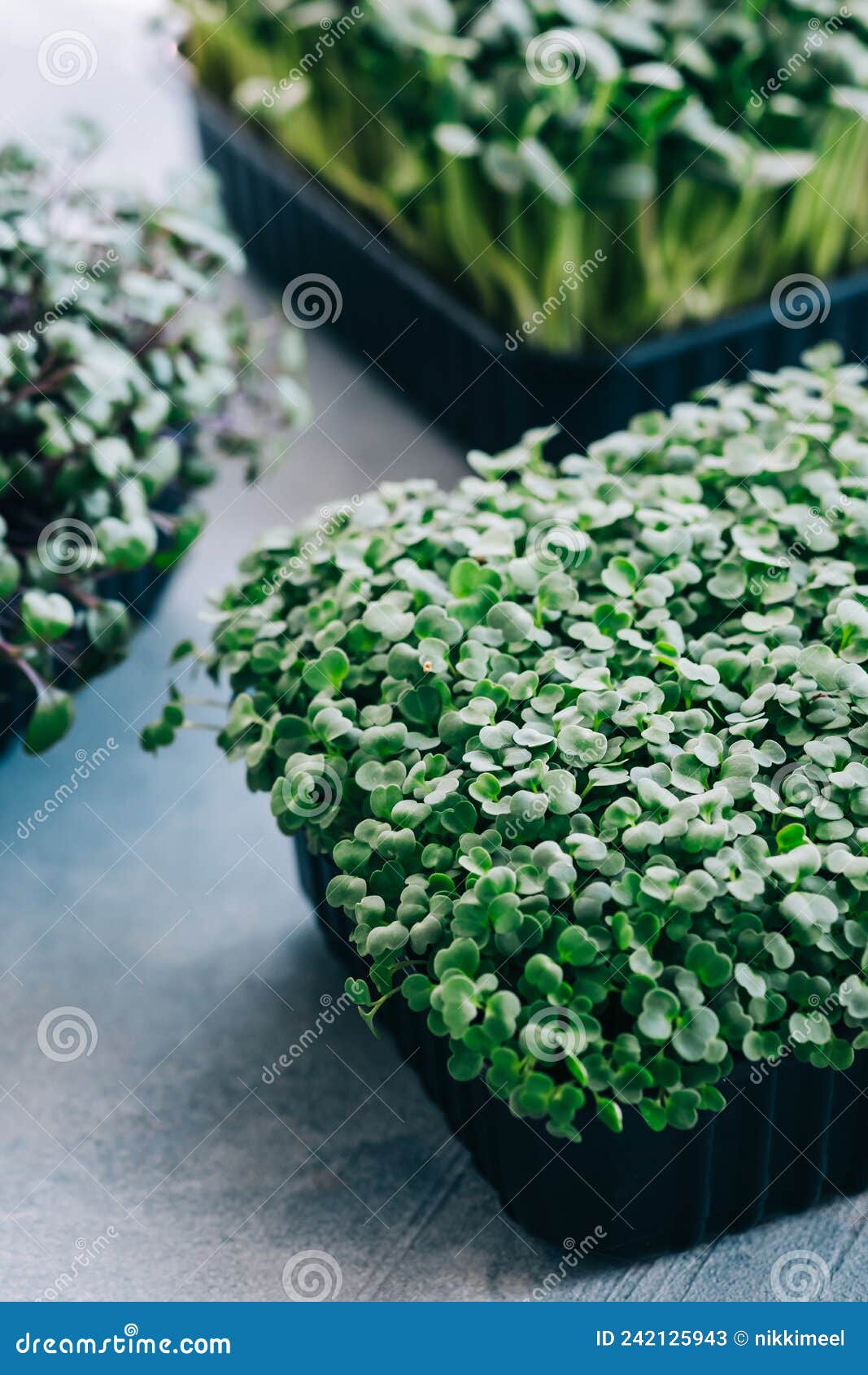 Different Types of Micro Green , Healthy Food Stock Image - Image of ...