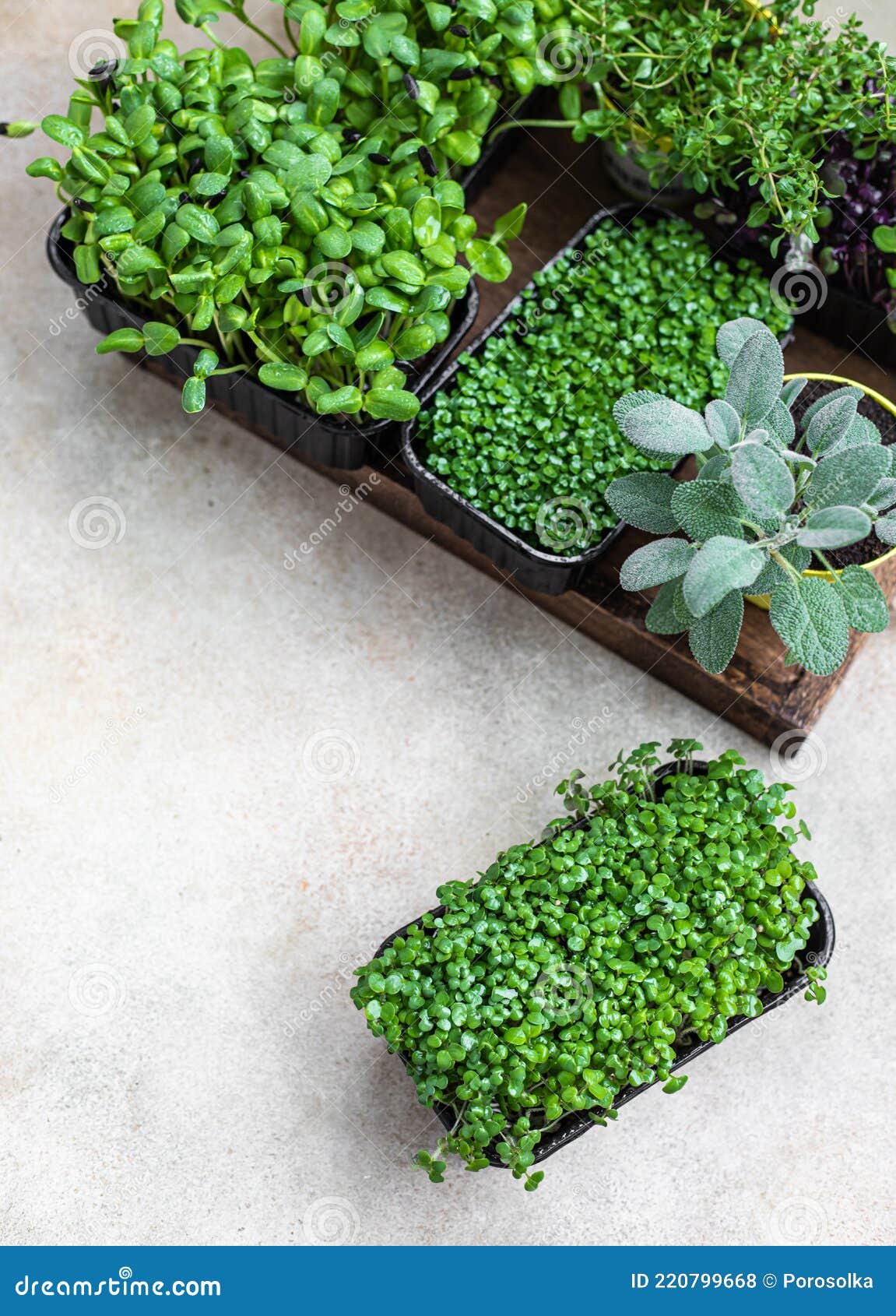 Different Types of Micro Greens in Containers. Seed Germination at Home ...