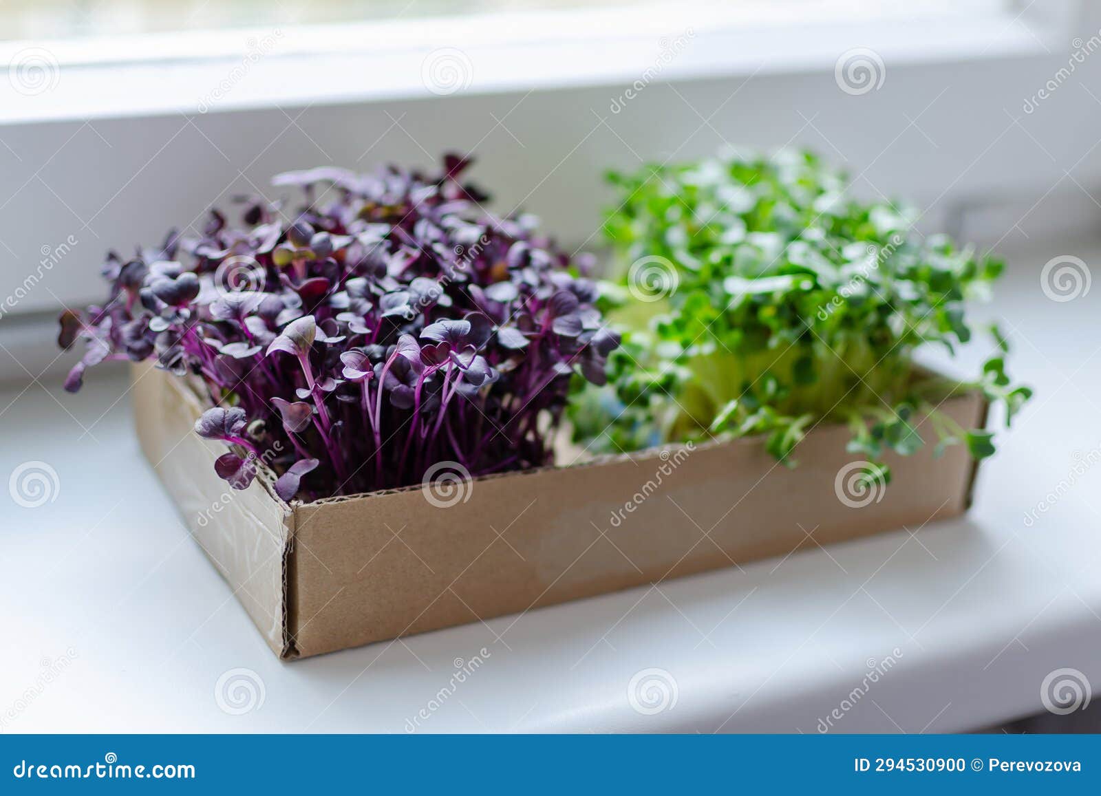 Different Types of Microgreens Growing at Home for Healthy Eating or ...