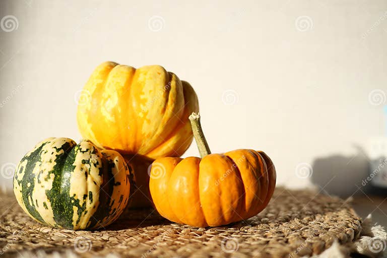 Different Types of Mini Pumpkins Color Background Stock Photo - Image ...