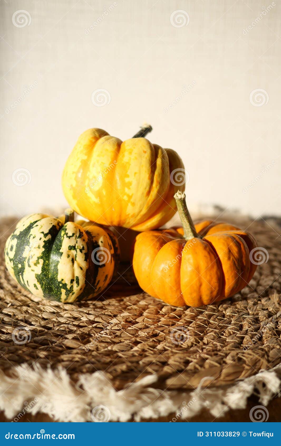 Different Types of Mini Pumpkins Color Background Stock Image - Image ...