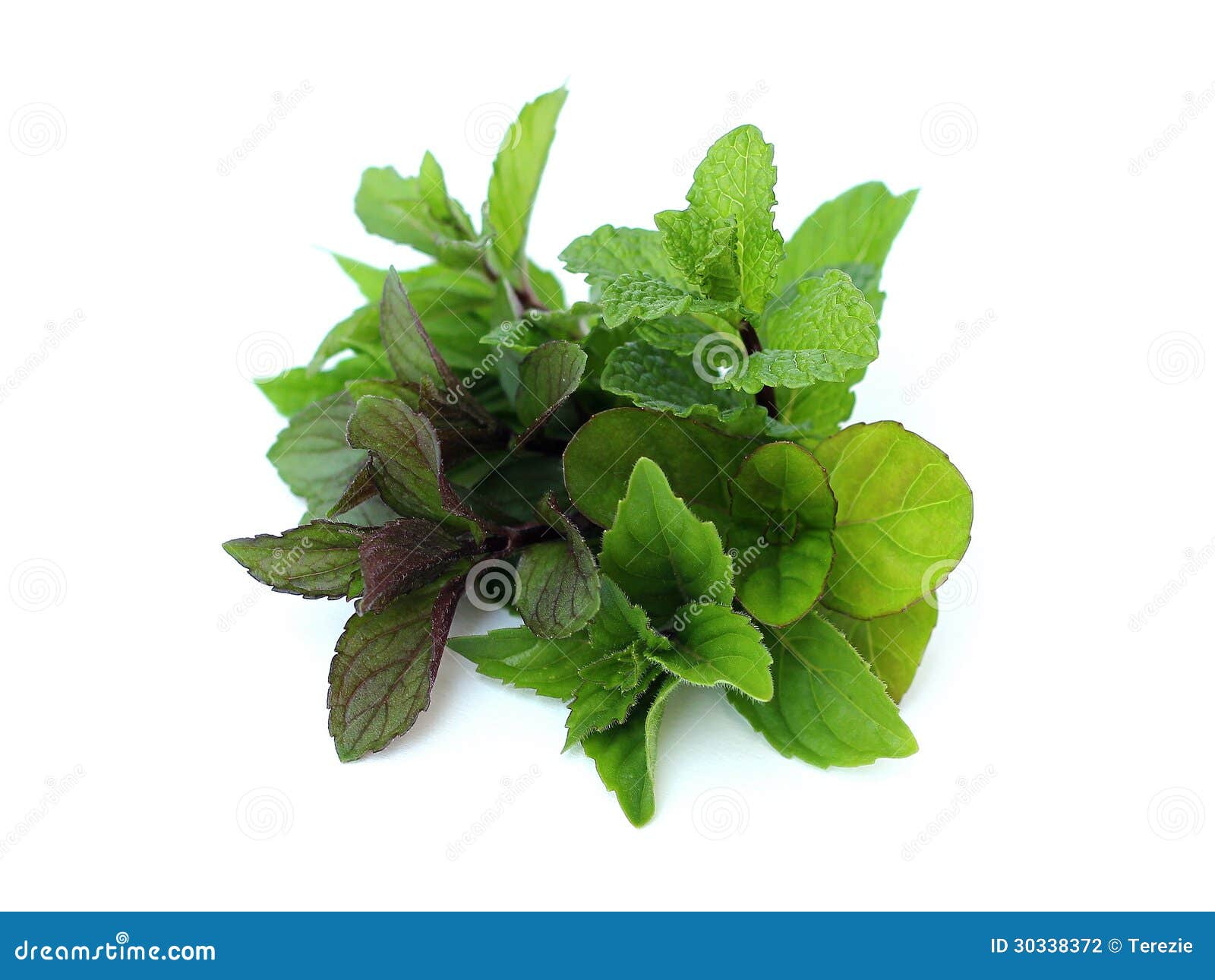 Different types of mint stock photo. Image of cooking - 30338372