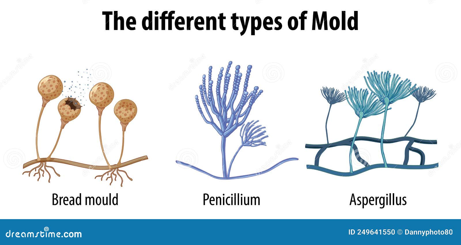 The Different Types of Mold Stock Vector - Illustration of learning ...