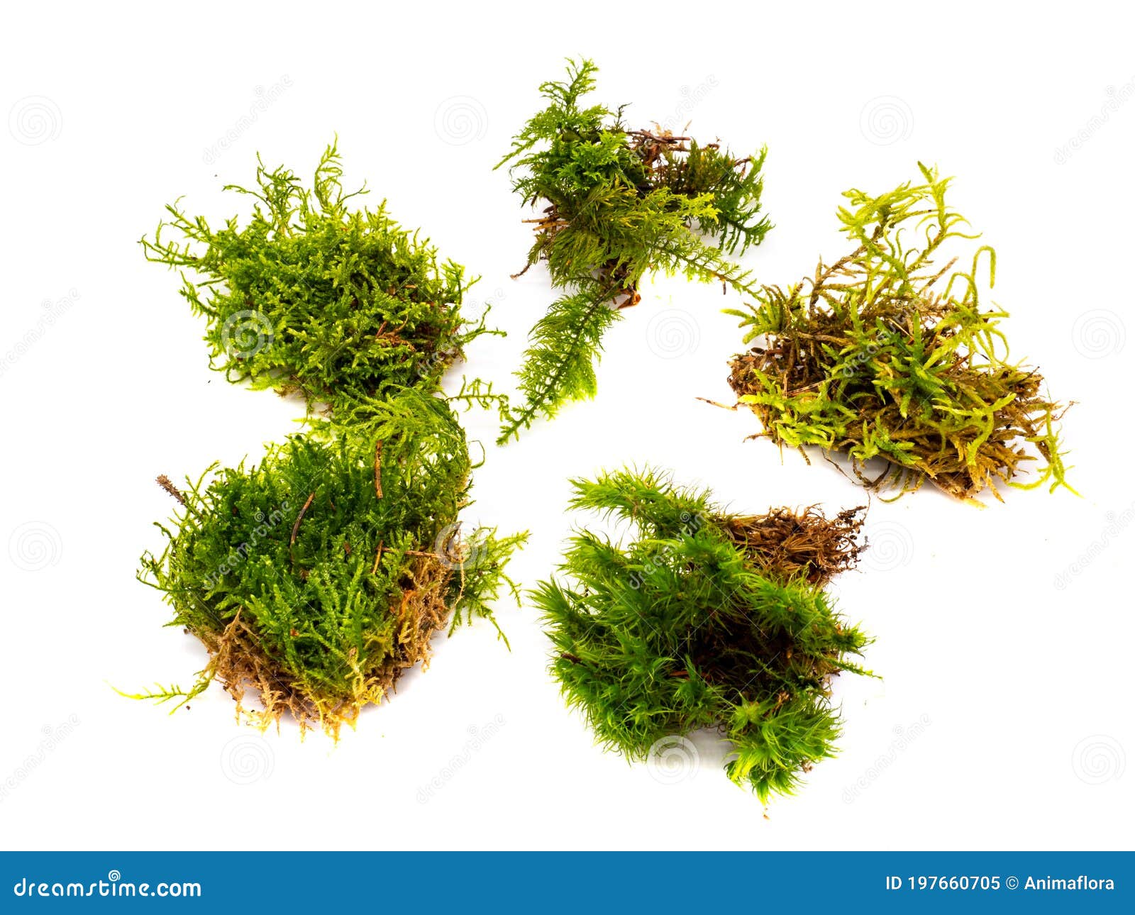 Different Types of Moss Isolated from the Forest Stock Image - Image of ...