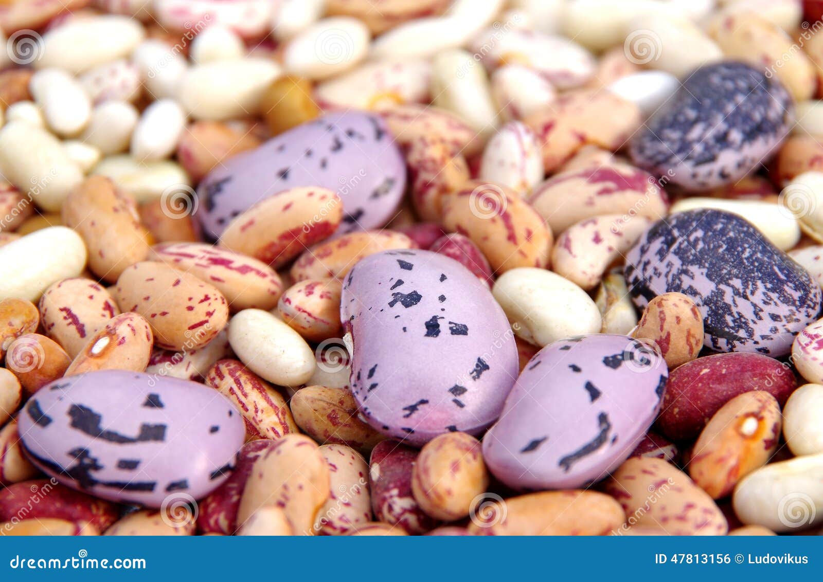 Different Types of Mottled Beans Stock Photo - Image of cooking, macro ...