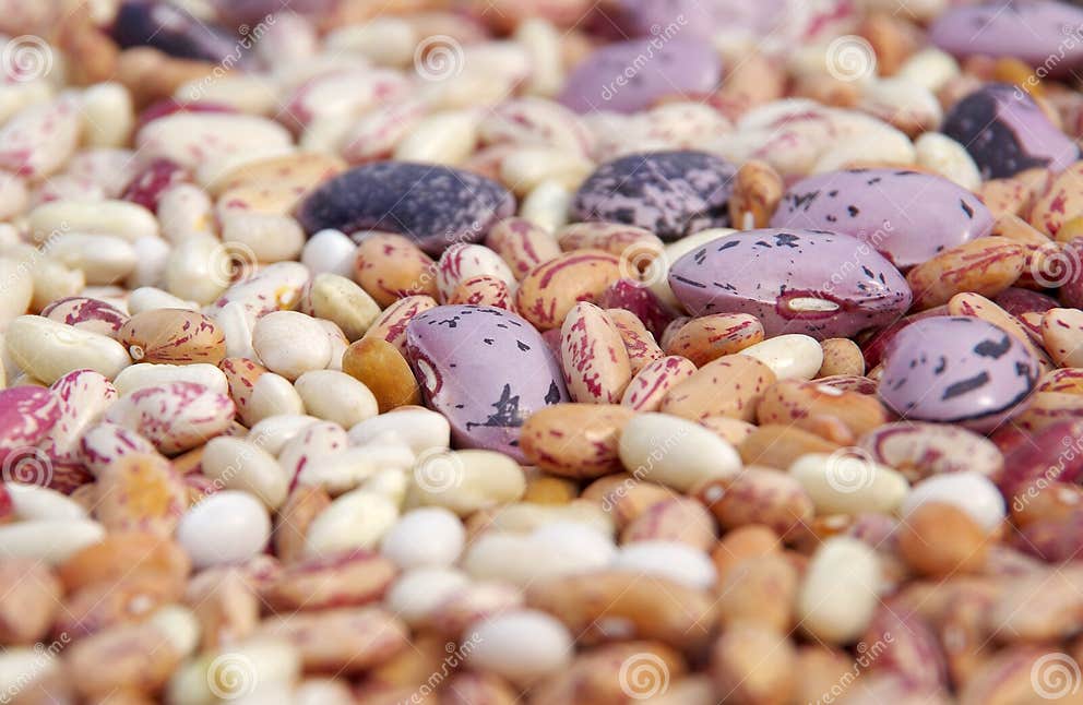 Different Types of Mottled Beans Stock Photo - Image of food, cranberry ...
