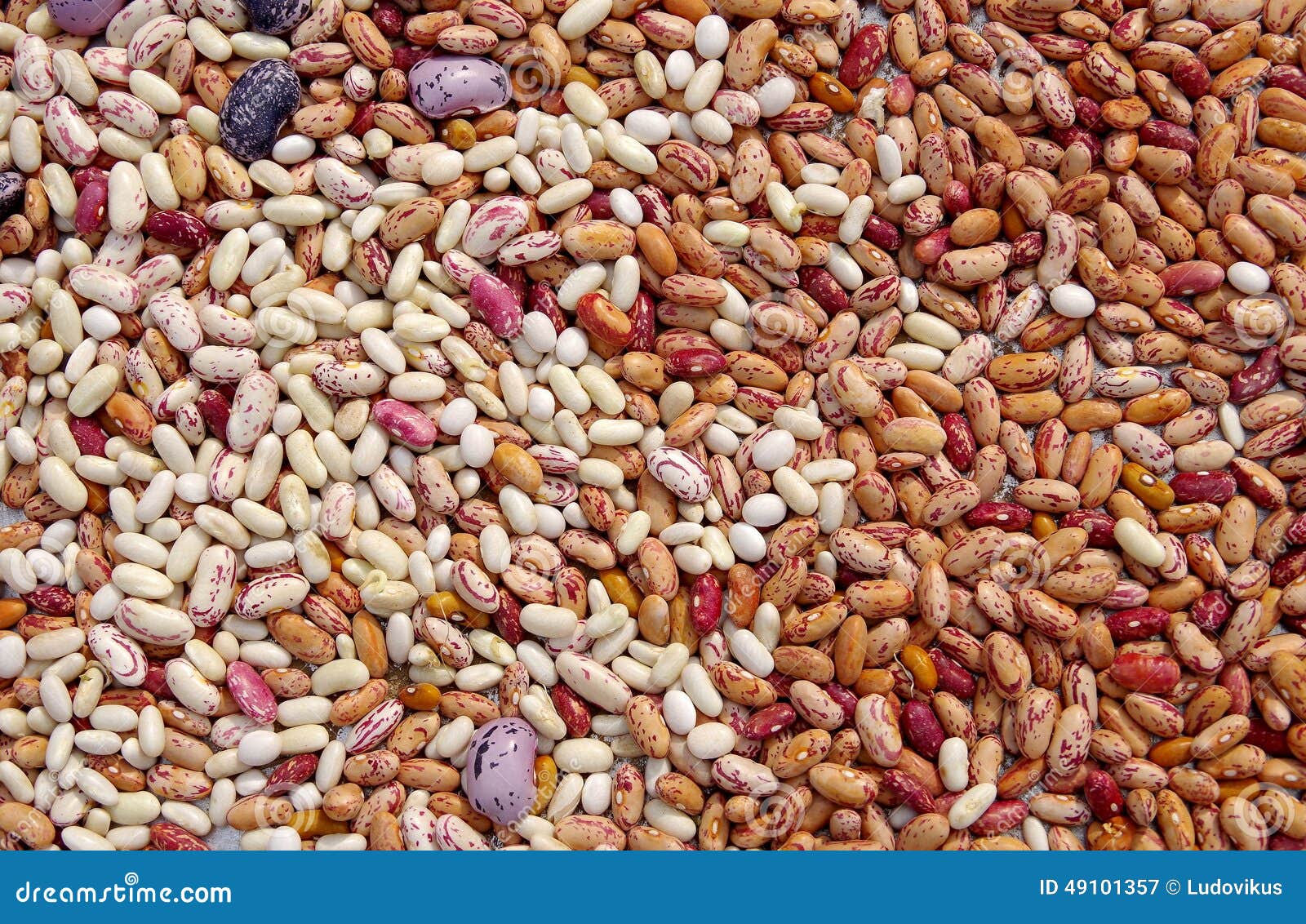 Different Types of Mottled Beans Stock Image - Image of agriculture ...