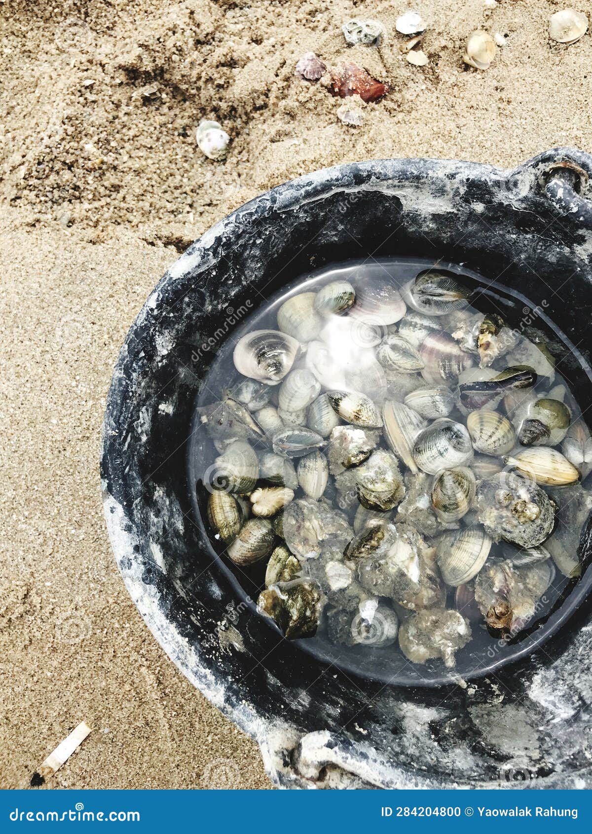 Different Types of Mussels that People Dig from Beach Stock Photo ...