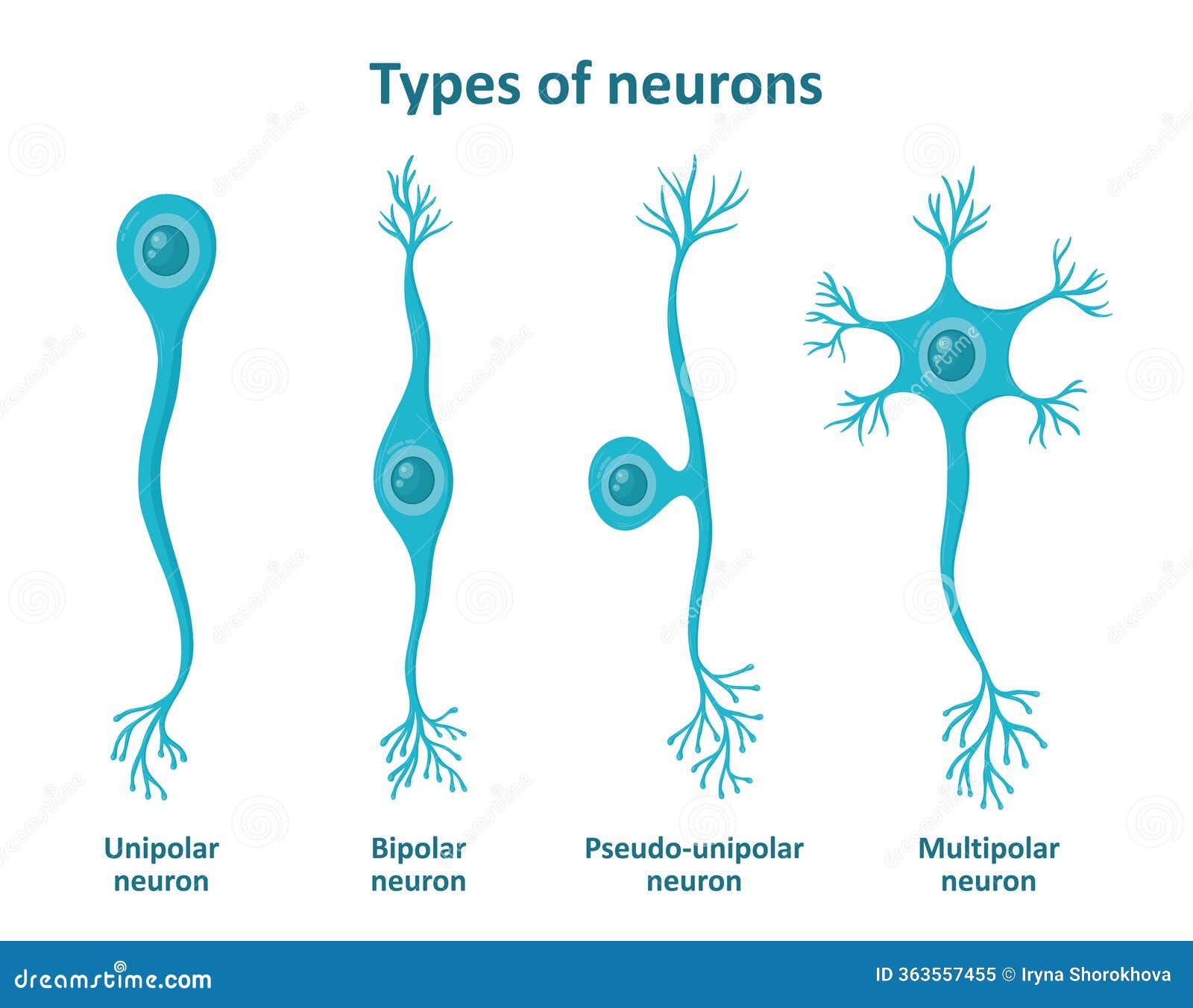 Types Of Neurons Structure Diagram Medical Science Stock Illustration ... Types Of Neurons Structure Diagram Medical Science Stock Illustration ...