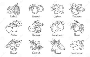 Different Types of Nuts. Set of Outline Icons. Editable Stroke Size ...