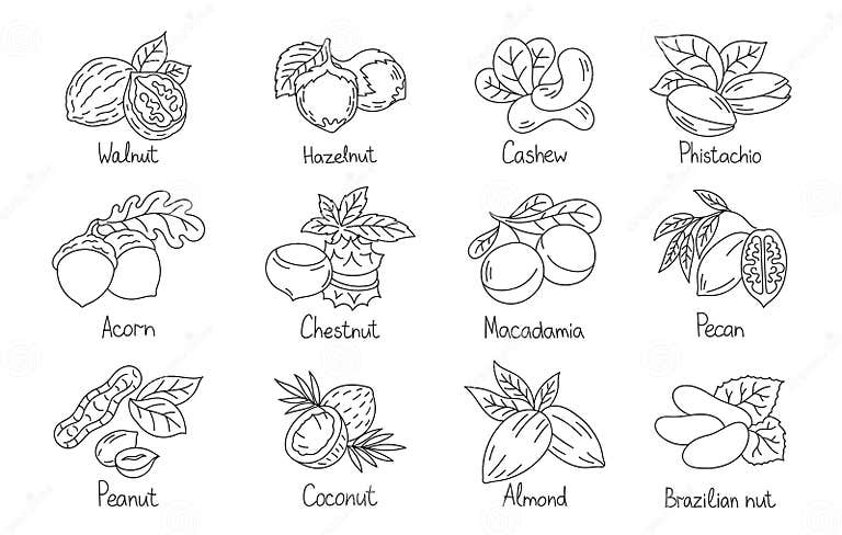 Different Types of Nuts. Set of Outline Icons. Editable Stroke Size ...