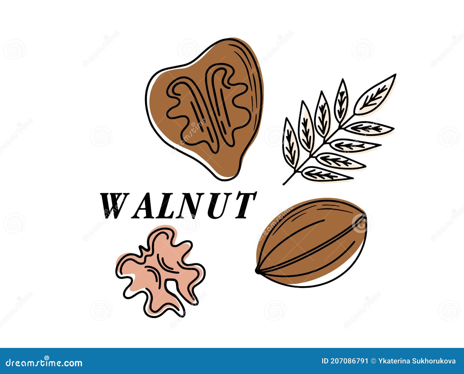 Different Types of Nuts in Shell Stock Illustration - Illustration of ...