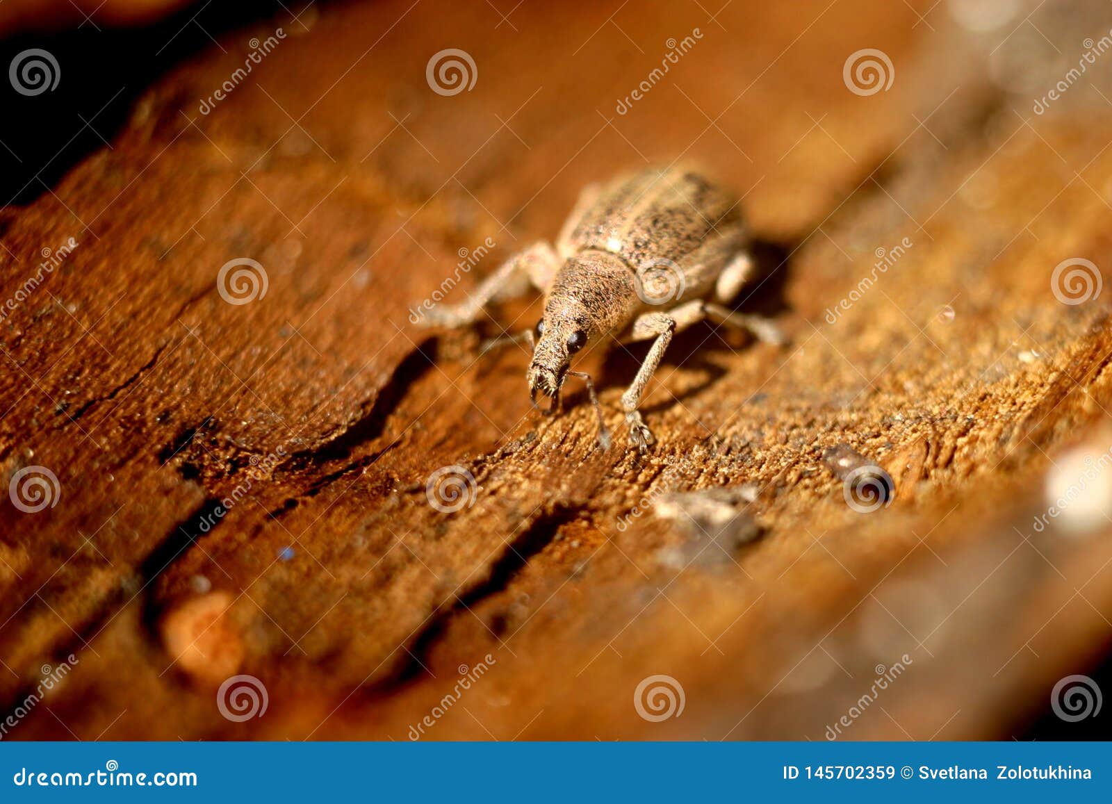 Different Types of Pest Beetle, Weevil Beetle. Stock Image - Image of ...