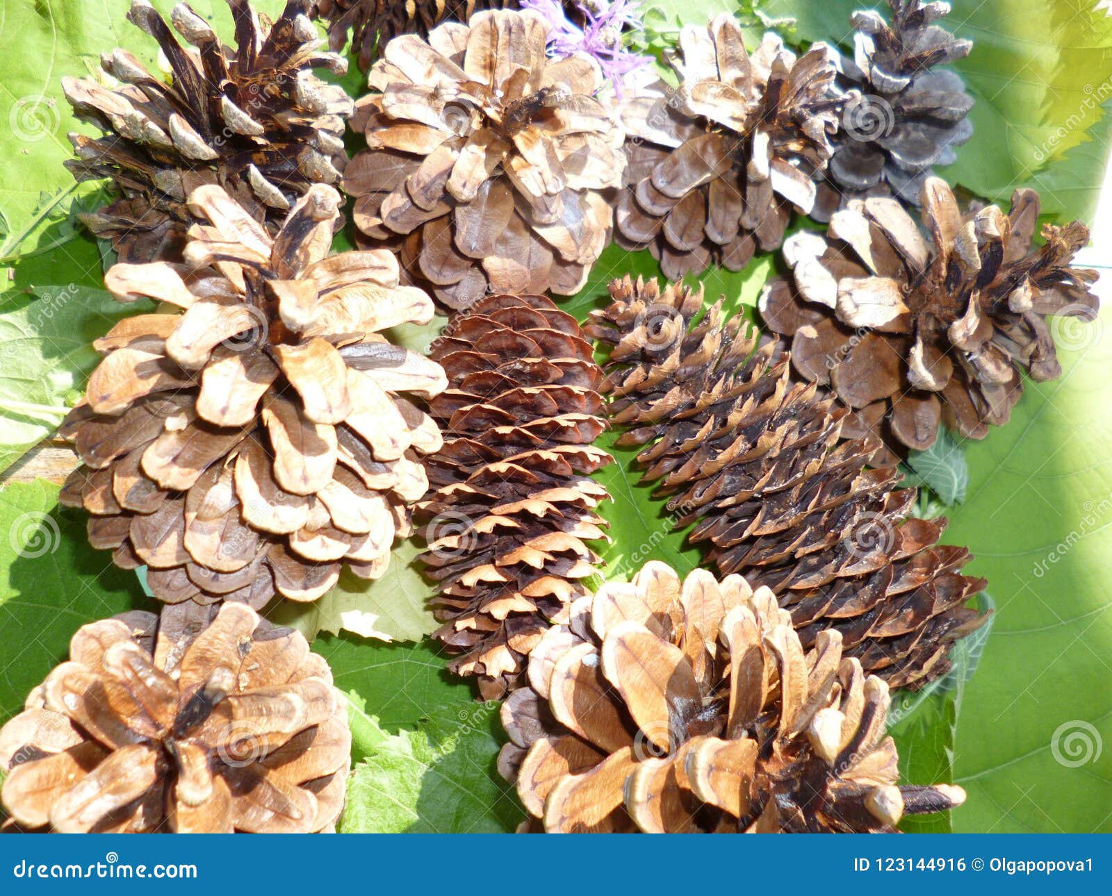 Pine cones on green leaves stock photo. Image of wooden - 123144916
