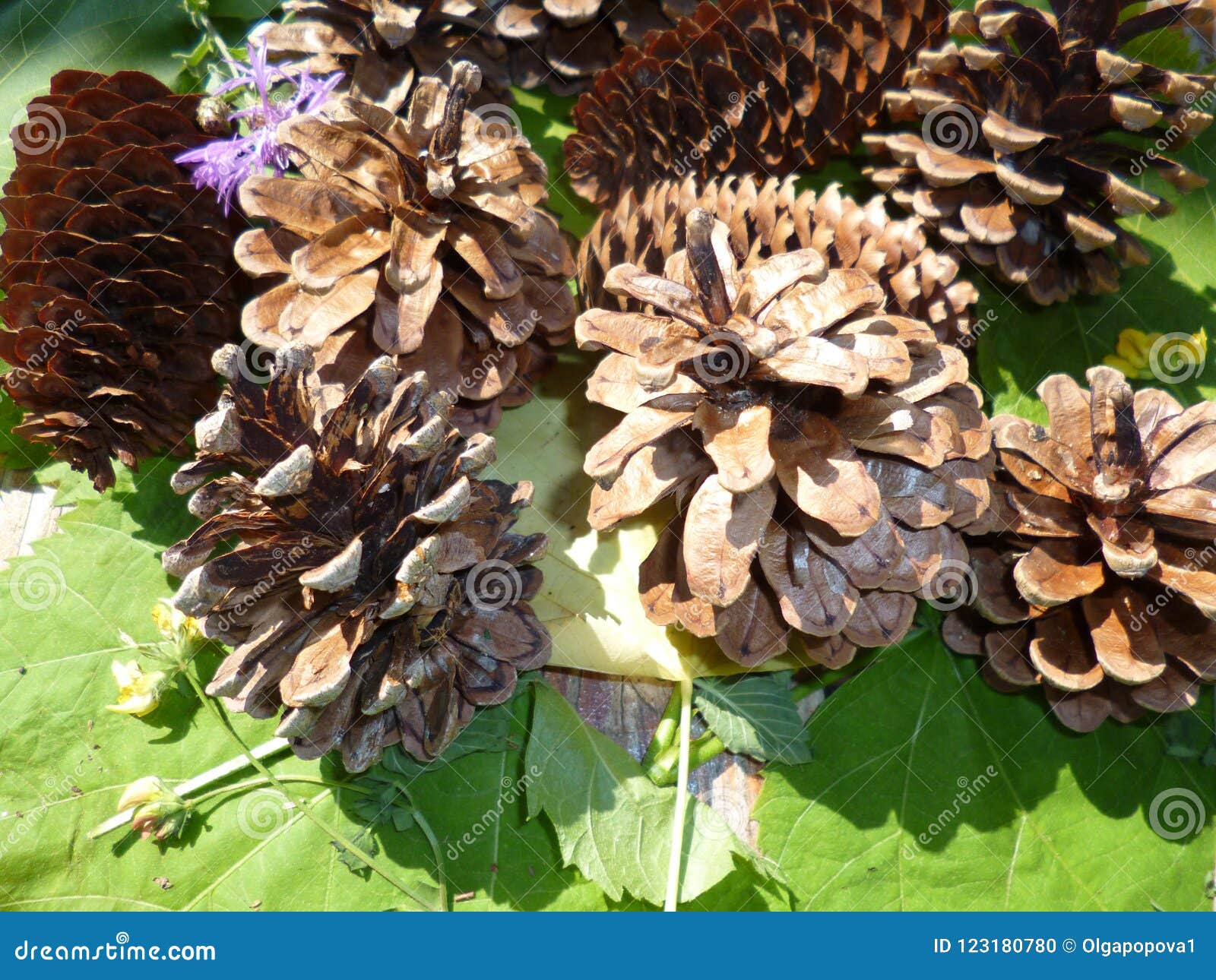 Pine Cones on Green Leaves on a Wooden Table Stock Photo - Image of ...