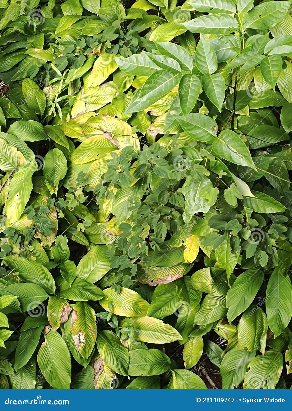 Different Types of Plants in the Bushes Stock Image - Image of bunch ...