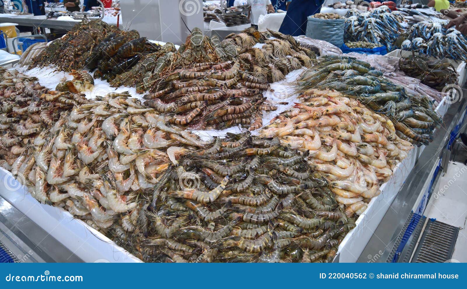 Different Types of Prawns Display Stock Photo - Image of size, market ...