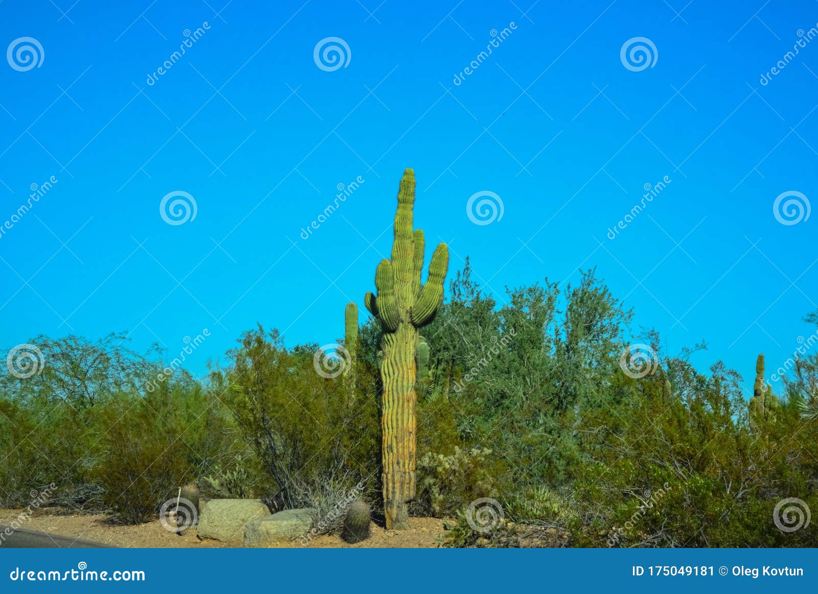 Different Types of Prickly Pear Cacti in a Botanical Garden in Phoenix ...