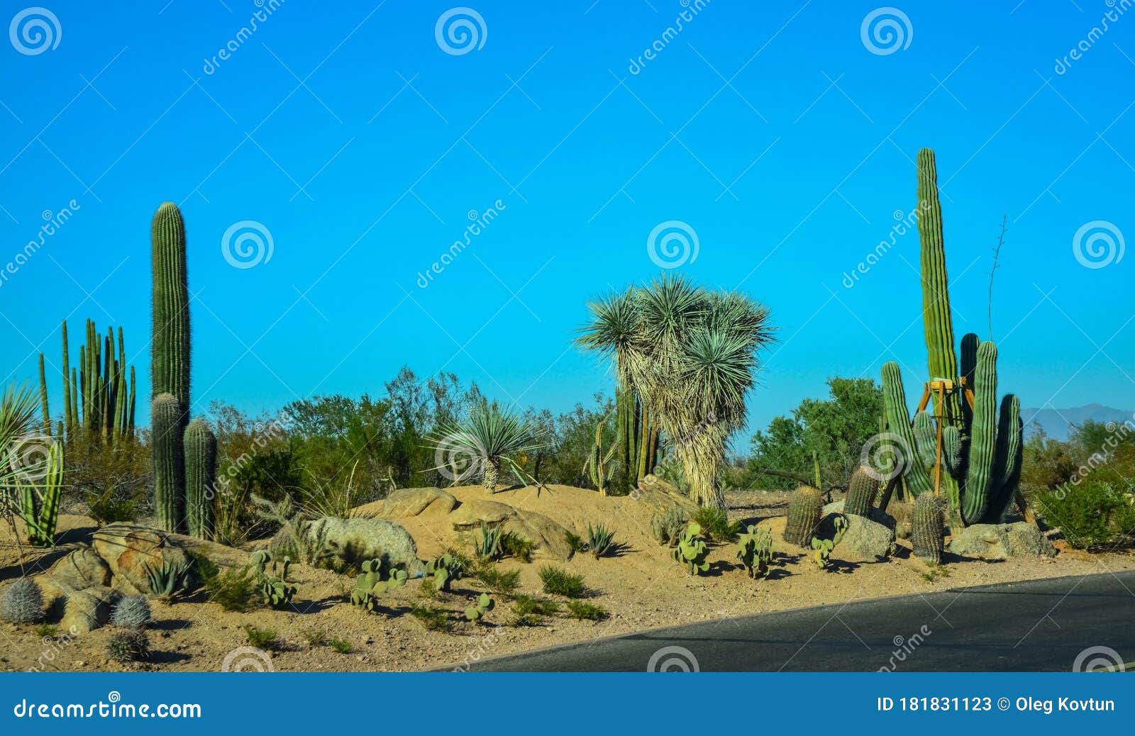Different Types of Prickly Pear Cacti in a Botanical Garden in Phoenix ...
