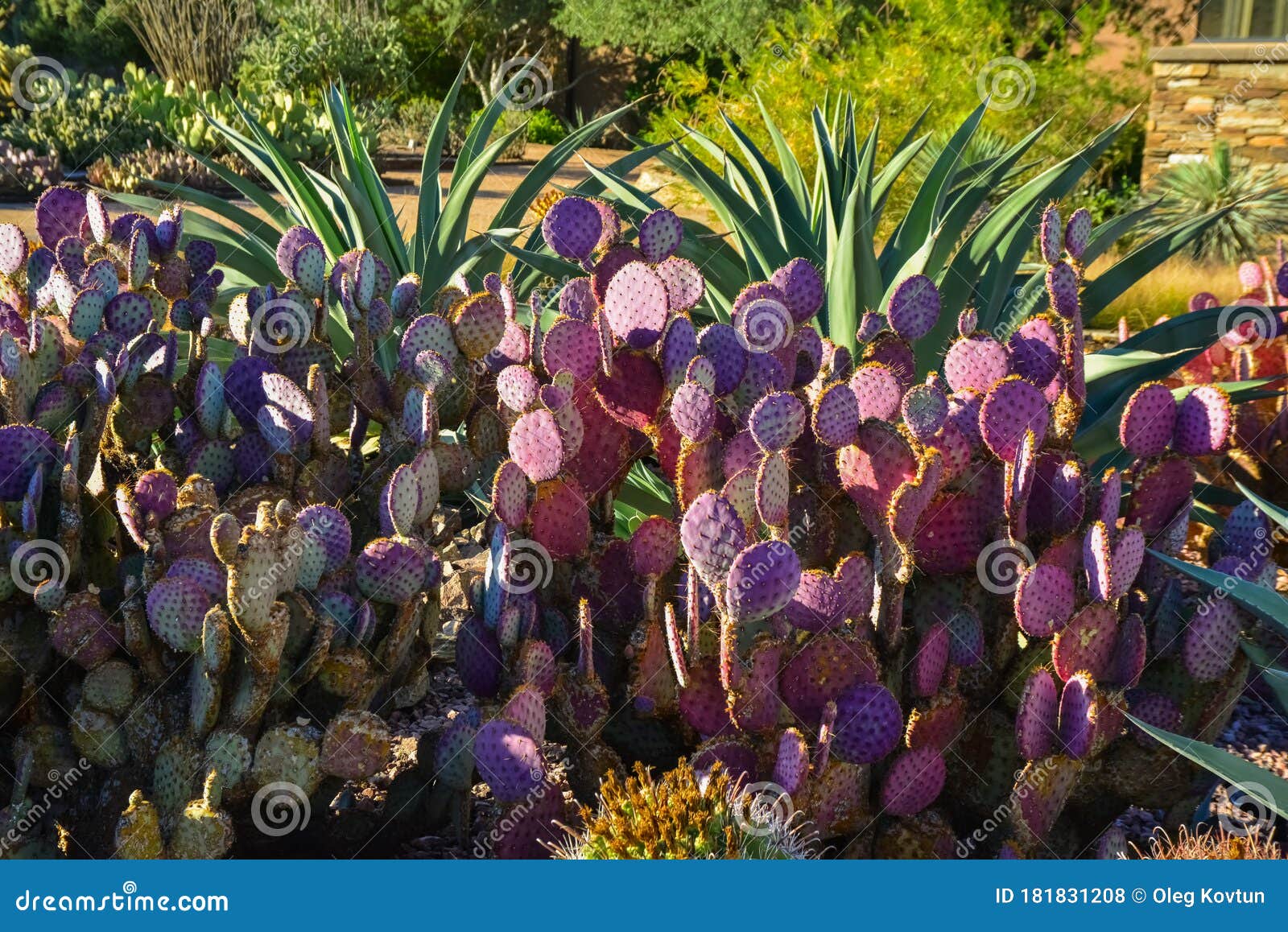 Different Types of Prickly Pear Cacti in a Botanical Garden in Phoenix ...