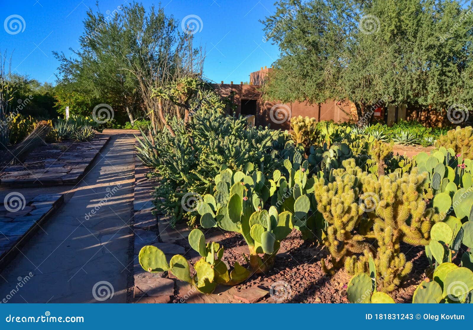 Different Types of Prickly Pear Cacti in a Botanical Garden in Phoenix ...