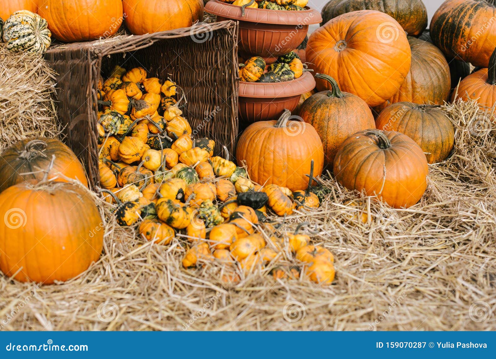 Pumpkins in wicker baskets stock image. Image of lying - 159070287
