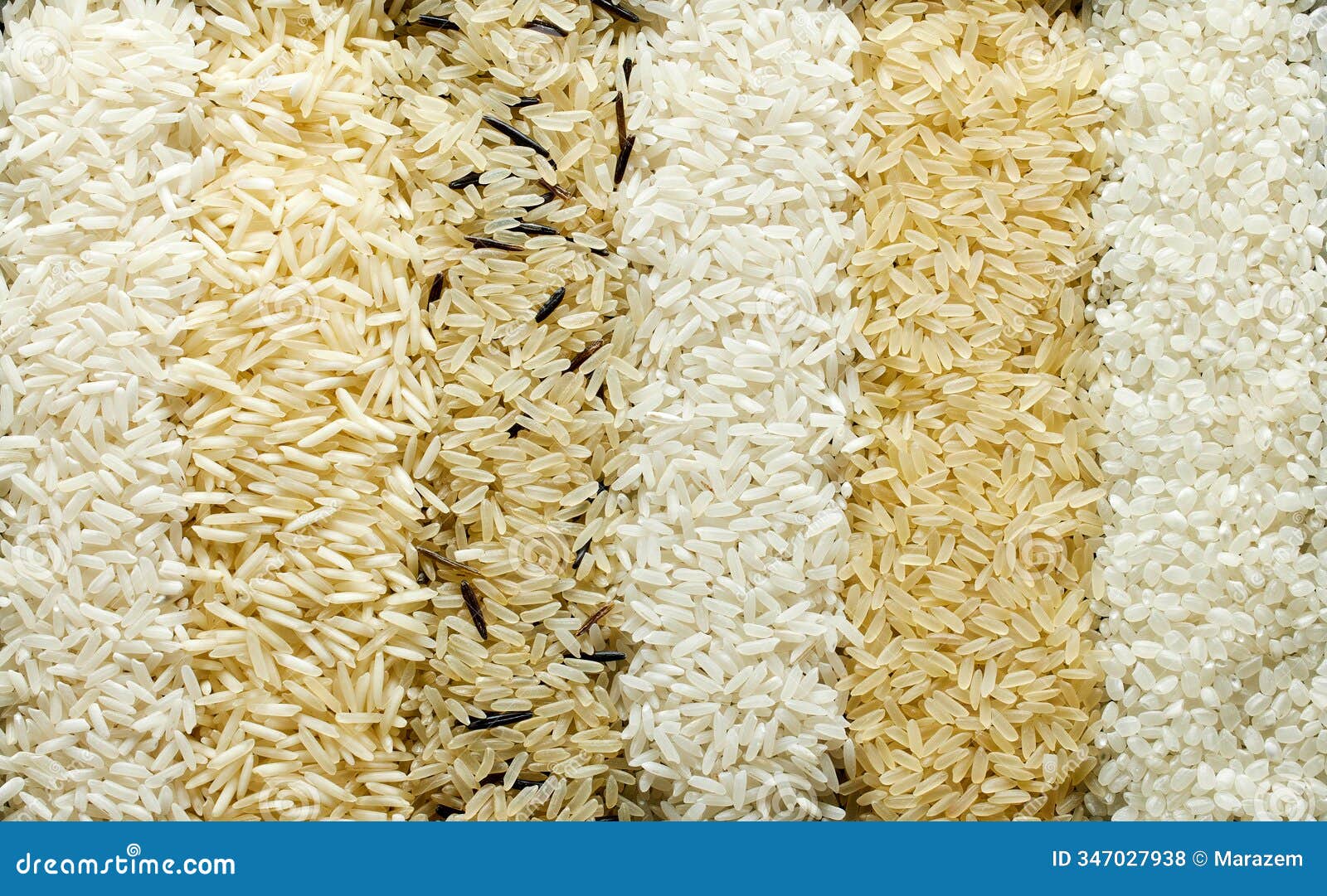 Different types of rice stock photo. Image of group - 347027938