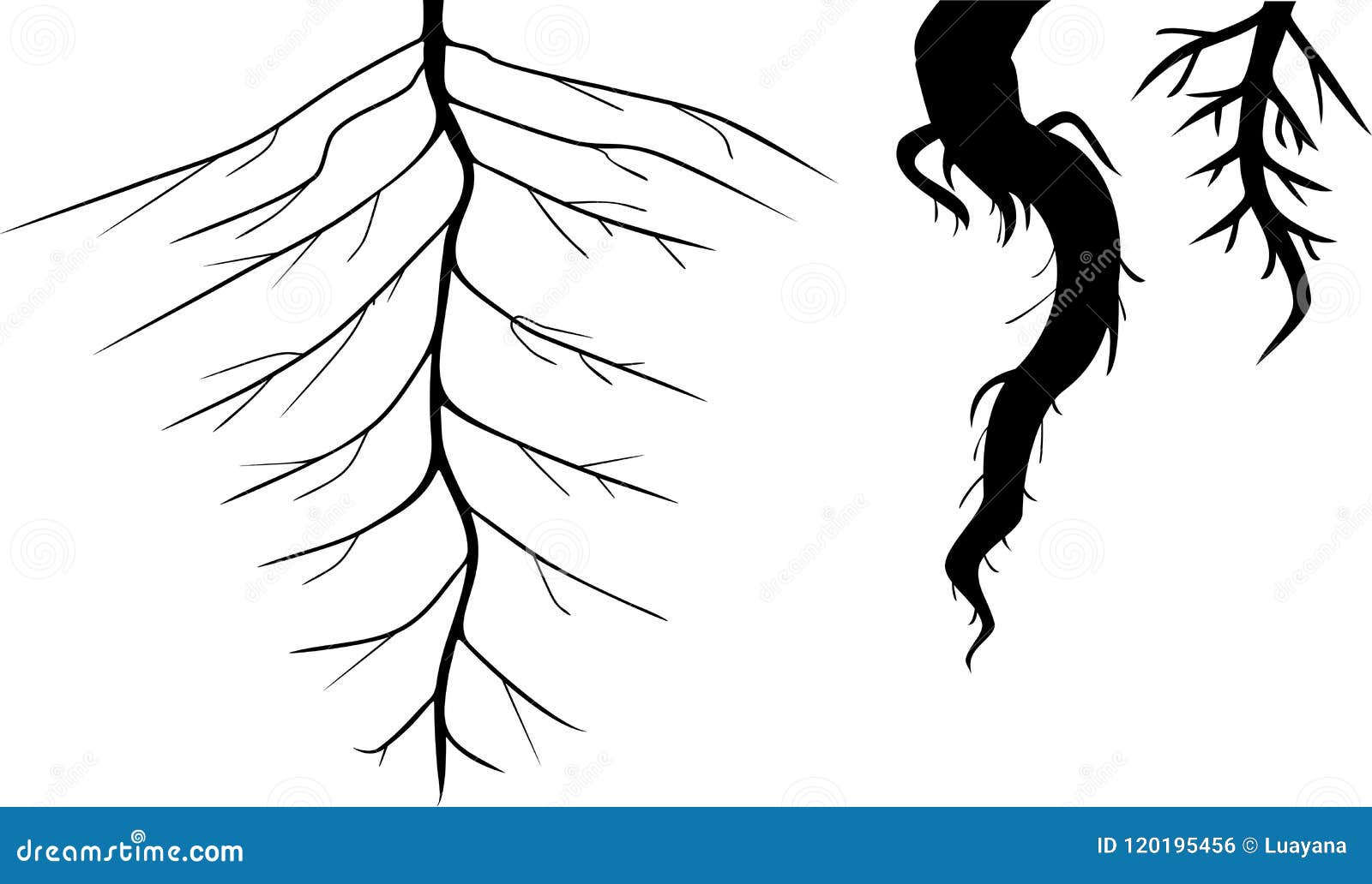 Different Types of Root System Stock Vector - Illustration of stem ...