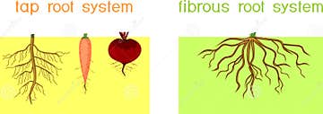 Different Types of Root Systems: Tap and Fibrous Root Systems Stock ...
