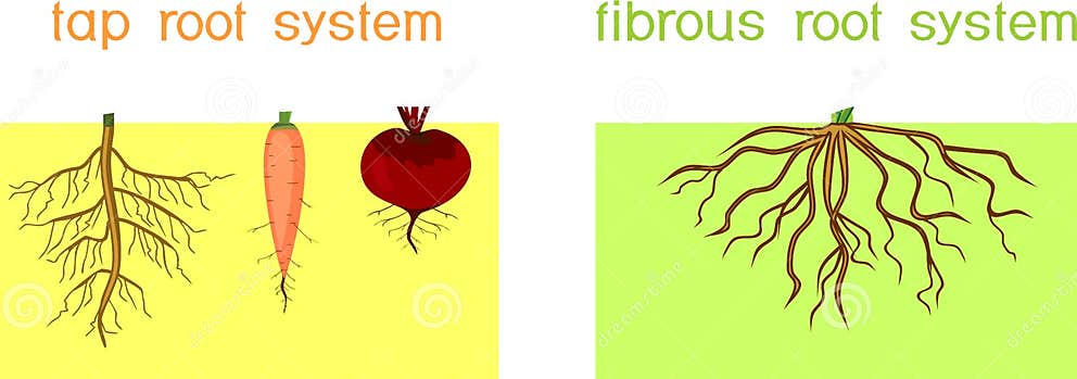 Different Types of Root Systems: Tap and Fibrous Root Systems Stock ...