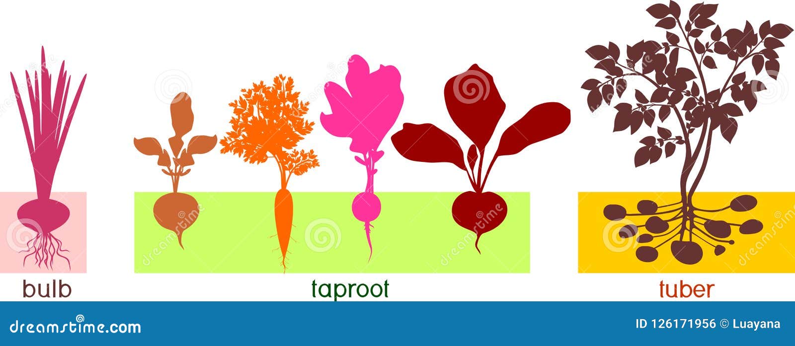 Different Types of Root Vegetables. Plants with Leaves and Root System ... Different Types of Root Vegetables. Plants with Leaves and Root System ...