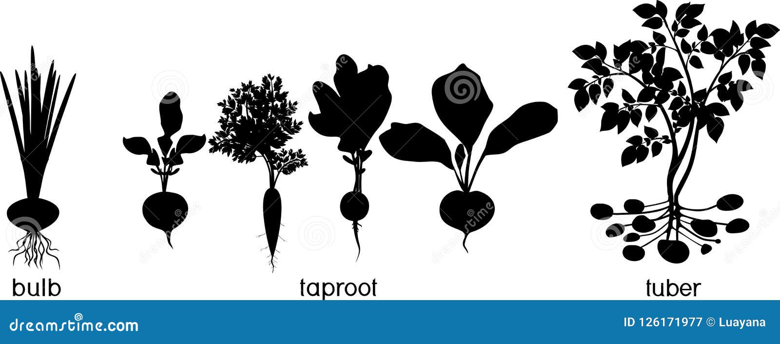 Root Types Examples In Soil From Side View In Biological Outline ...