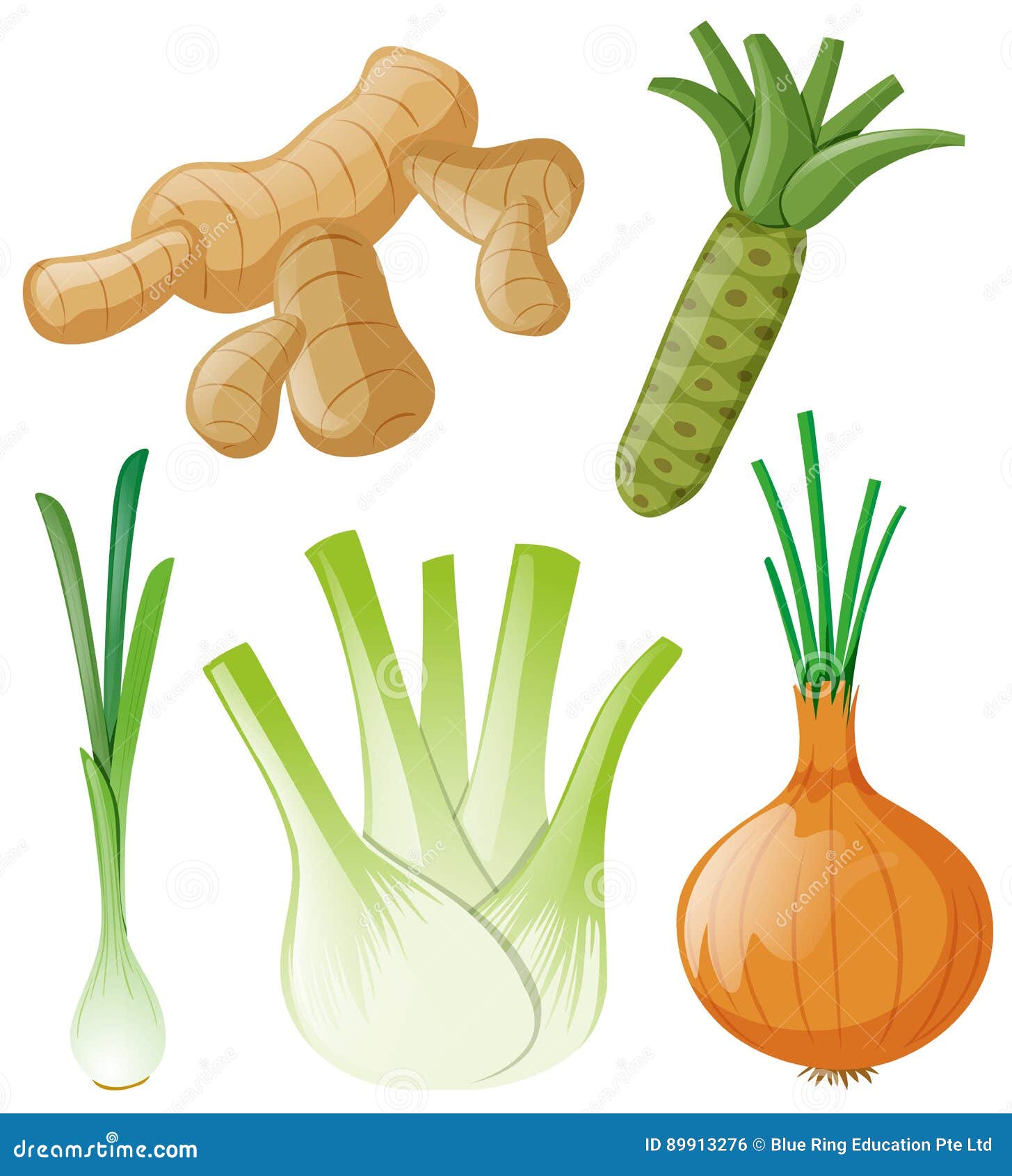 Types Of Root Systems Of Plants, Monosots And Dicots In The Soil In Cut ... Types Of Root Systems Of Plants, Monosots And Dicots In The Soil In Cut ...