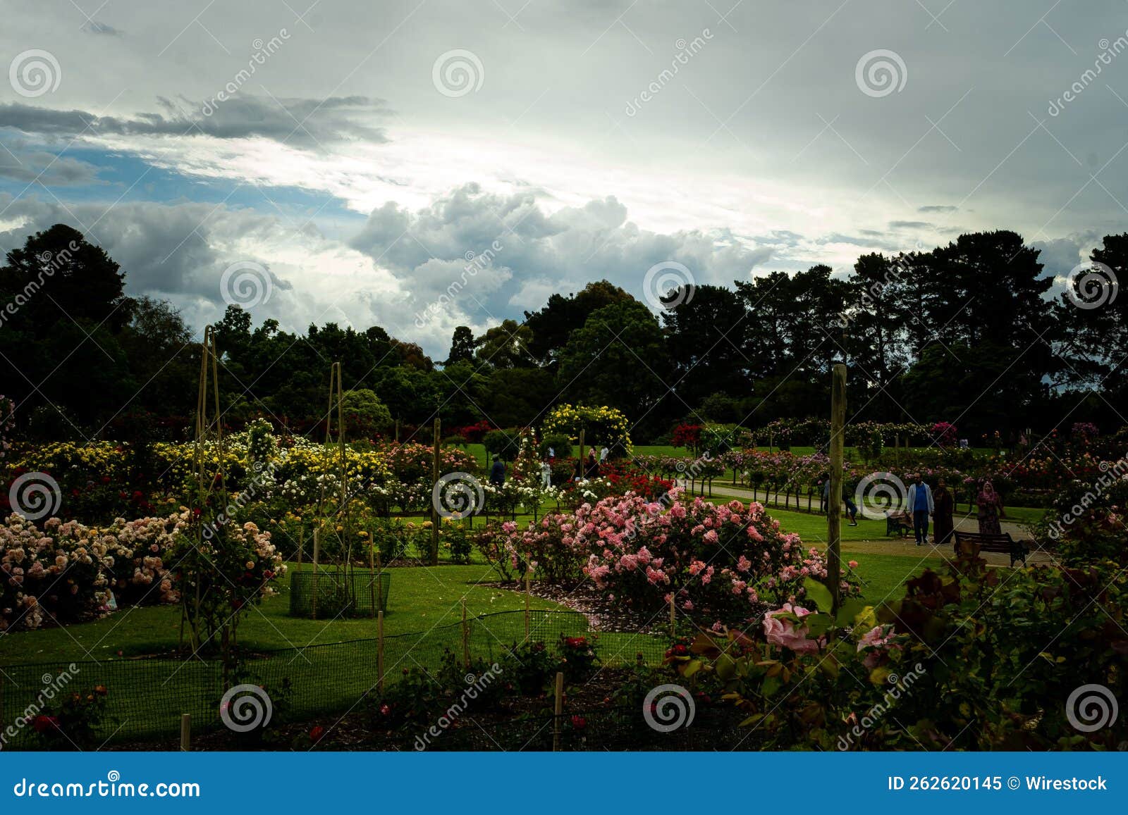 Different Types of Roses in the Werribee Park Rose Garden Surrounded by ...