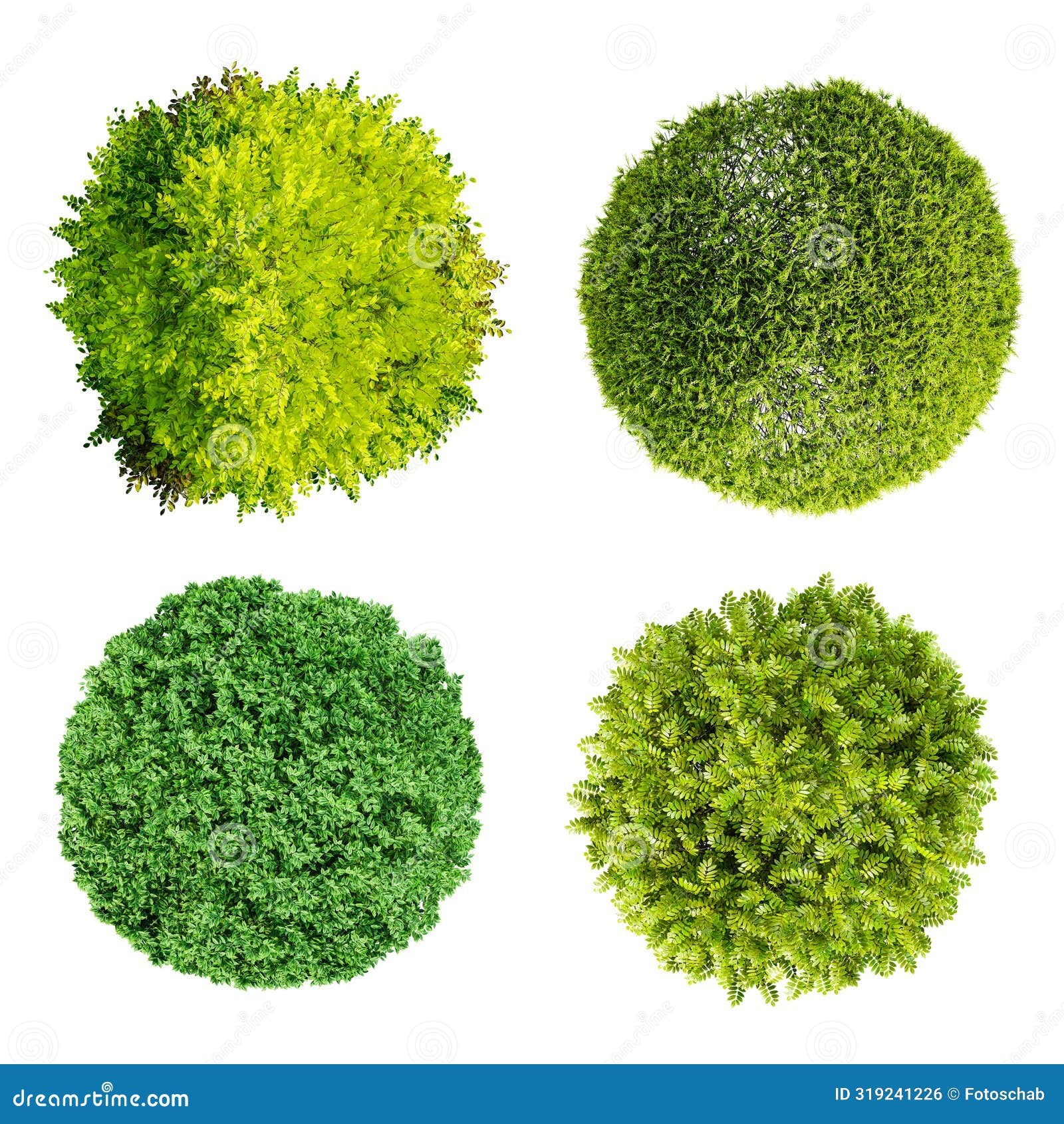 Different Types of Round-shaped Trees for the Ornamental Garden ...