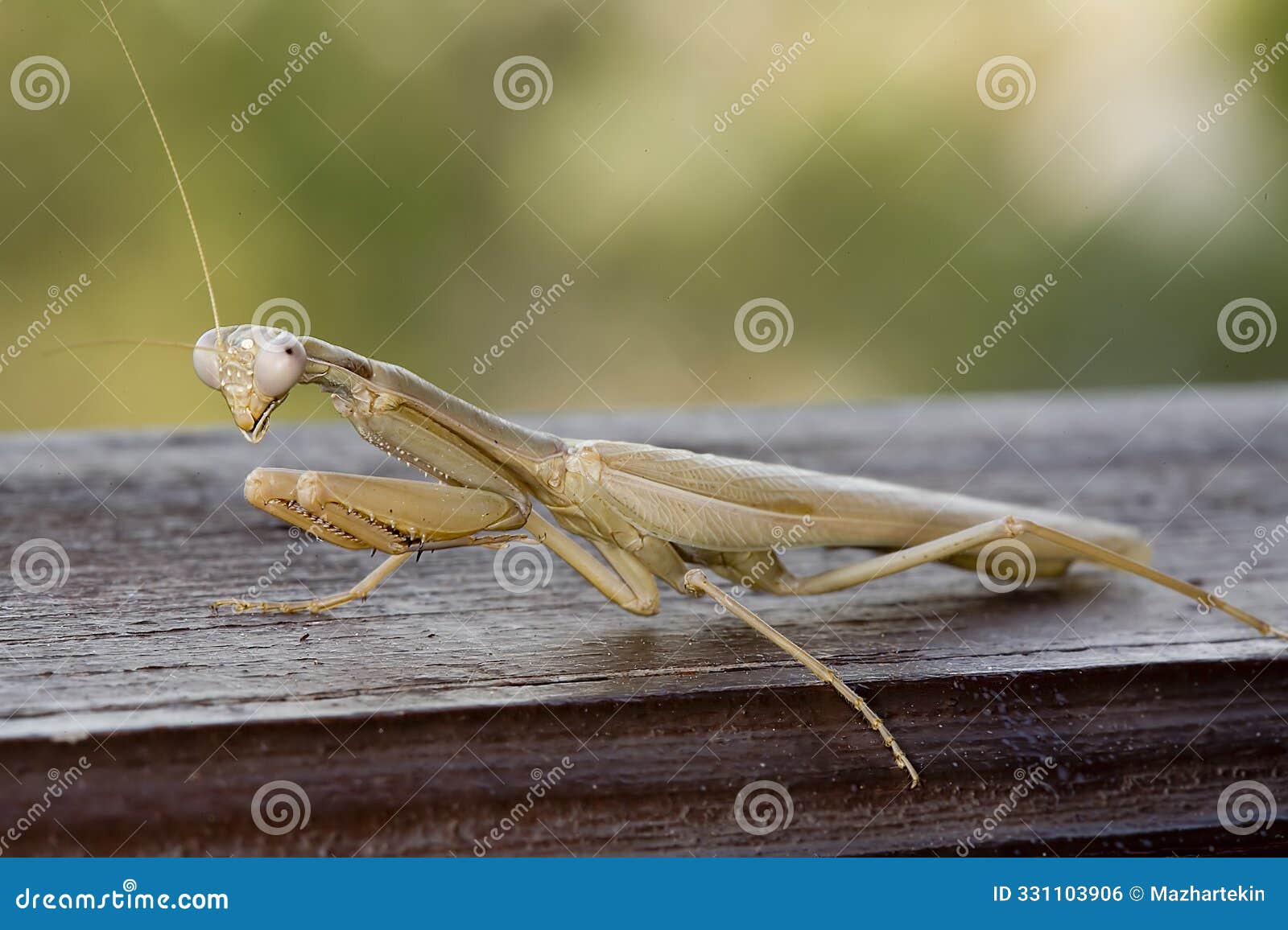 Different Types of Scary Poisonous Spiders, Insects, Photographing is a ...