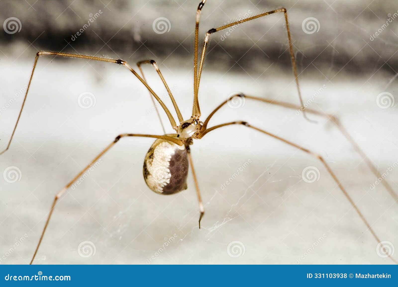 Different Types of Scary Poisonous Spiders, Insects, Photographing is a ...