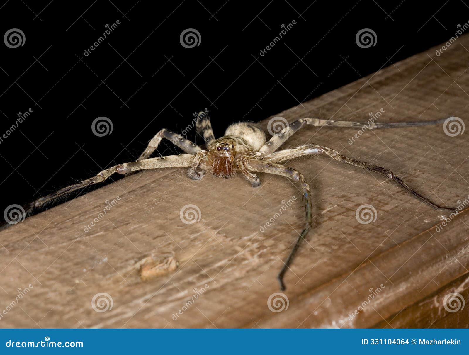 Different Types of Scary Poisonous Spiders, Insects, Photographing is a ...