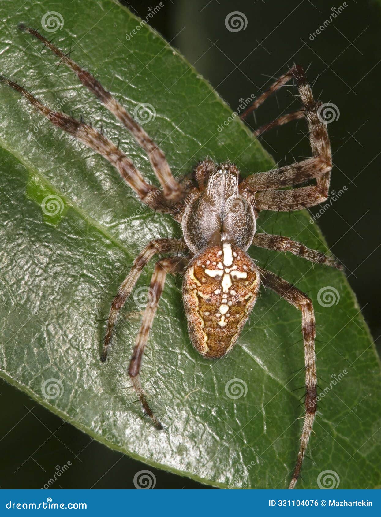 Poisonous Scary Spooky Spider On The Wide White Web In The Forest ...