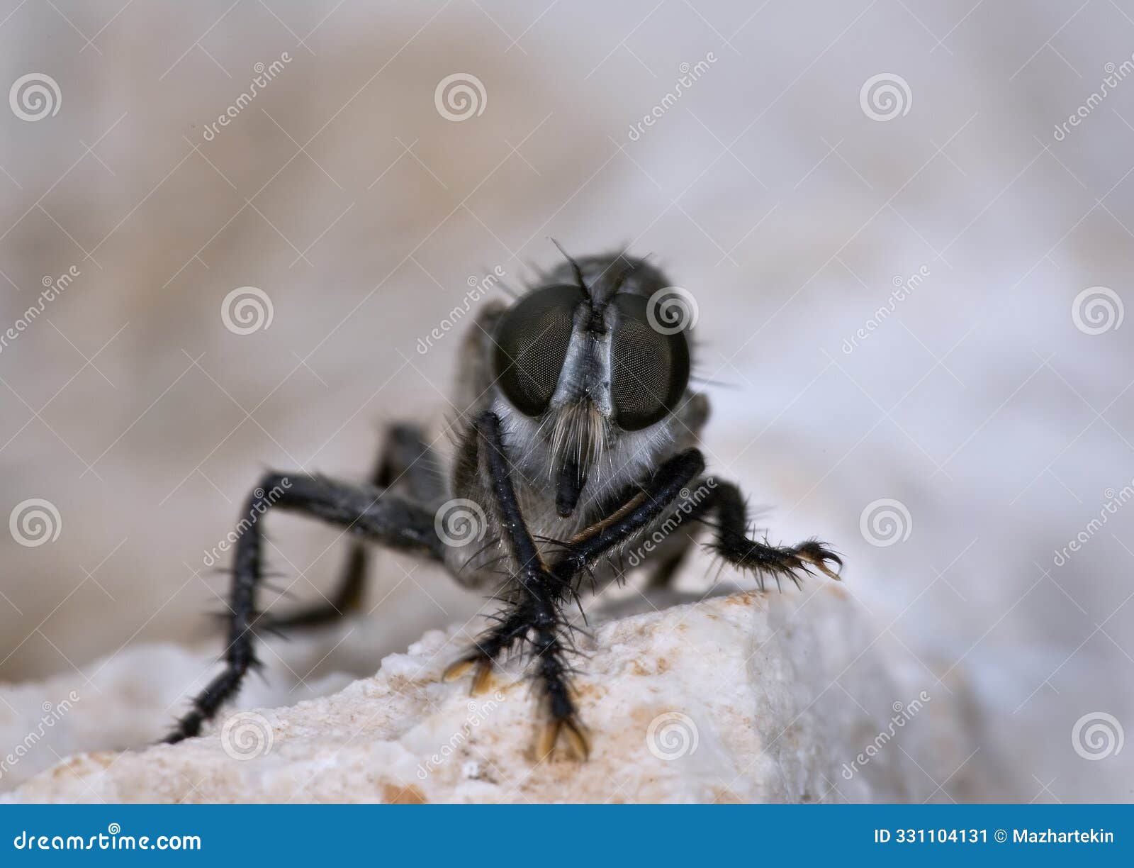 Different Types of Scary Poisonous Spiders, Insects, Photographing is a ...