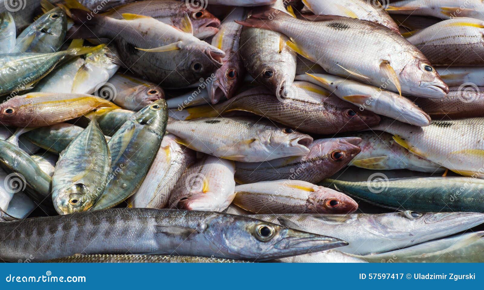 Different Types of Sea Fish Stock Image - Image of ingredient, dinner ...