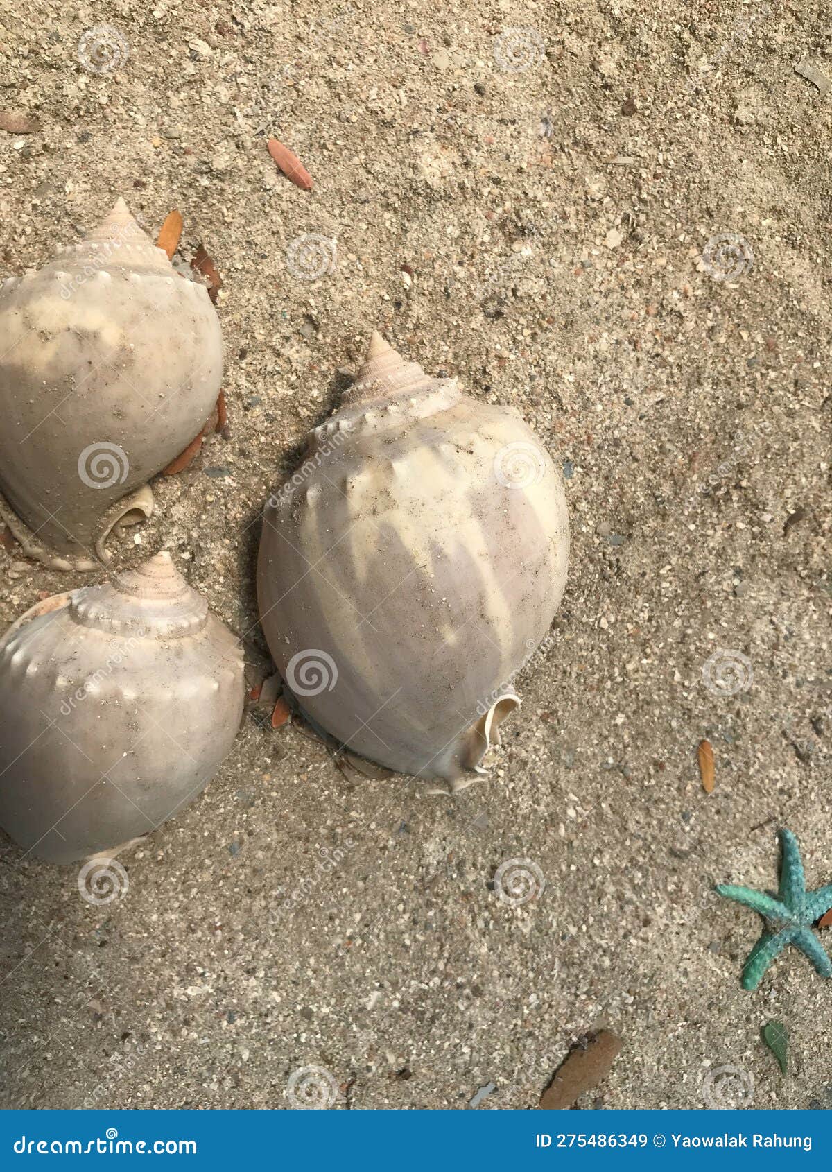 Sea Shell Fragments on the Sand Marine Ecosystems and Marine Life Stock ...