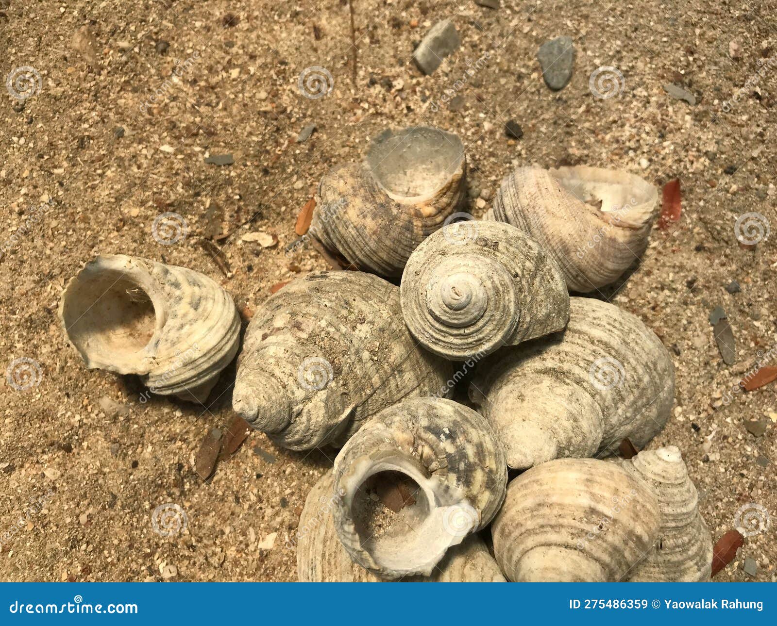 Sea Shell Fragments on the Sand Marine Ecosystems and Marine Life Stock ...